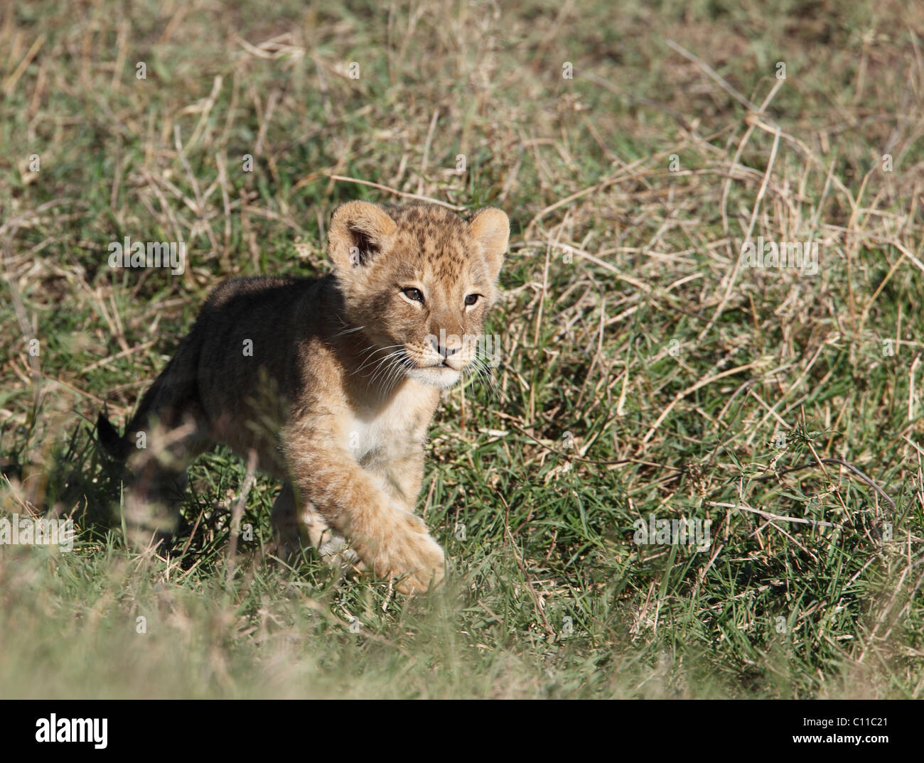 Lion (Panthera leo) cub Stock Photo - Alamy
