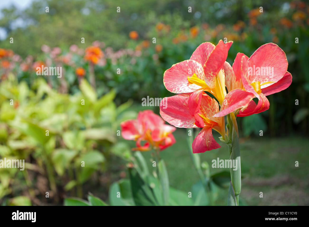 pink canna flowers in garden Stock Photo - Alamy