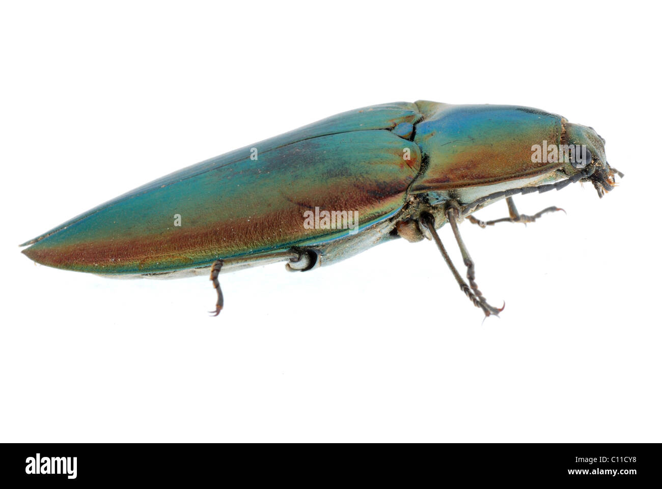 Isolated click beetle hi-res stock photography and images - Alamy