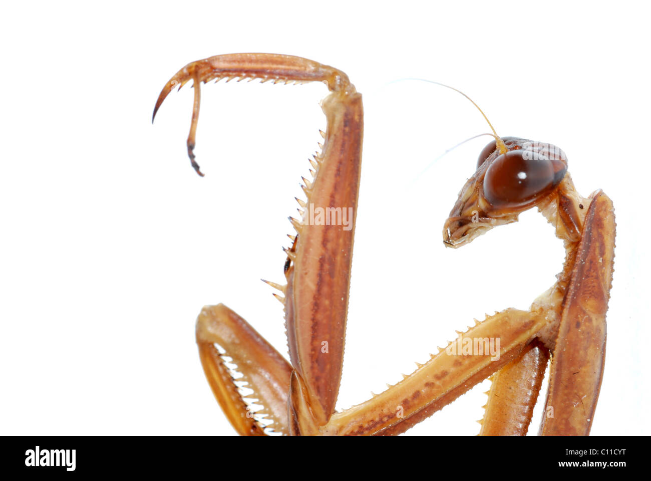 praying mantis bug insect isolated Stock Photo - Alamy