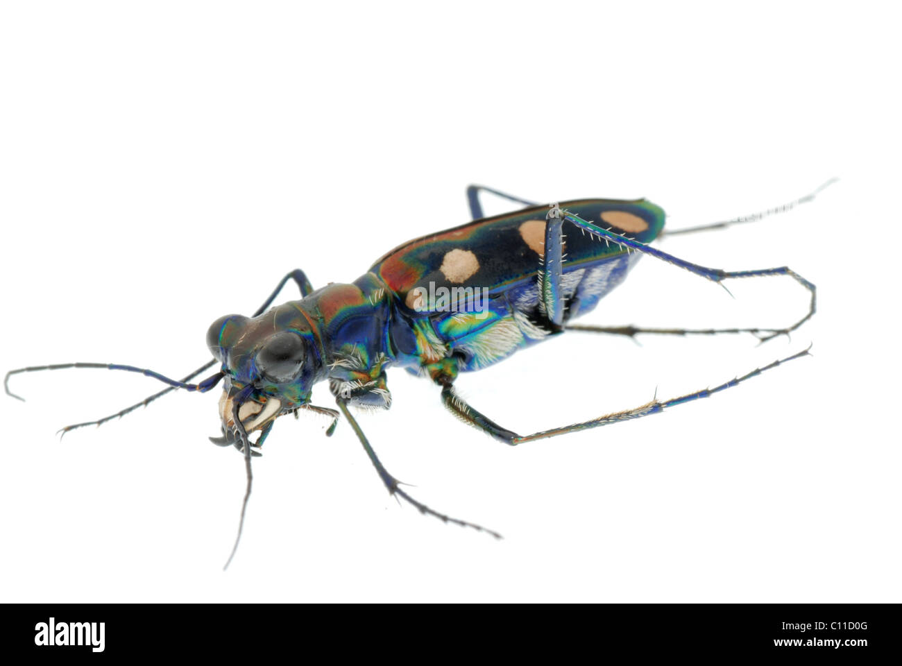 tiger beetle bug insect Stock Photo - Alamy