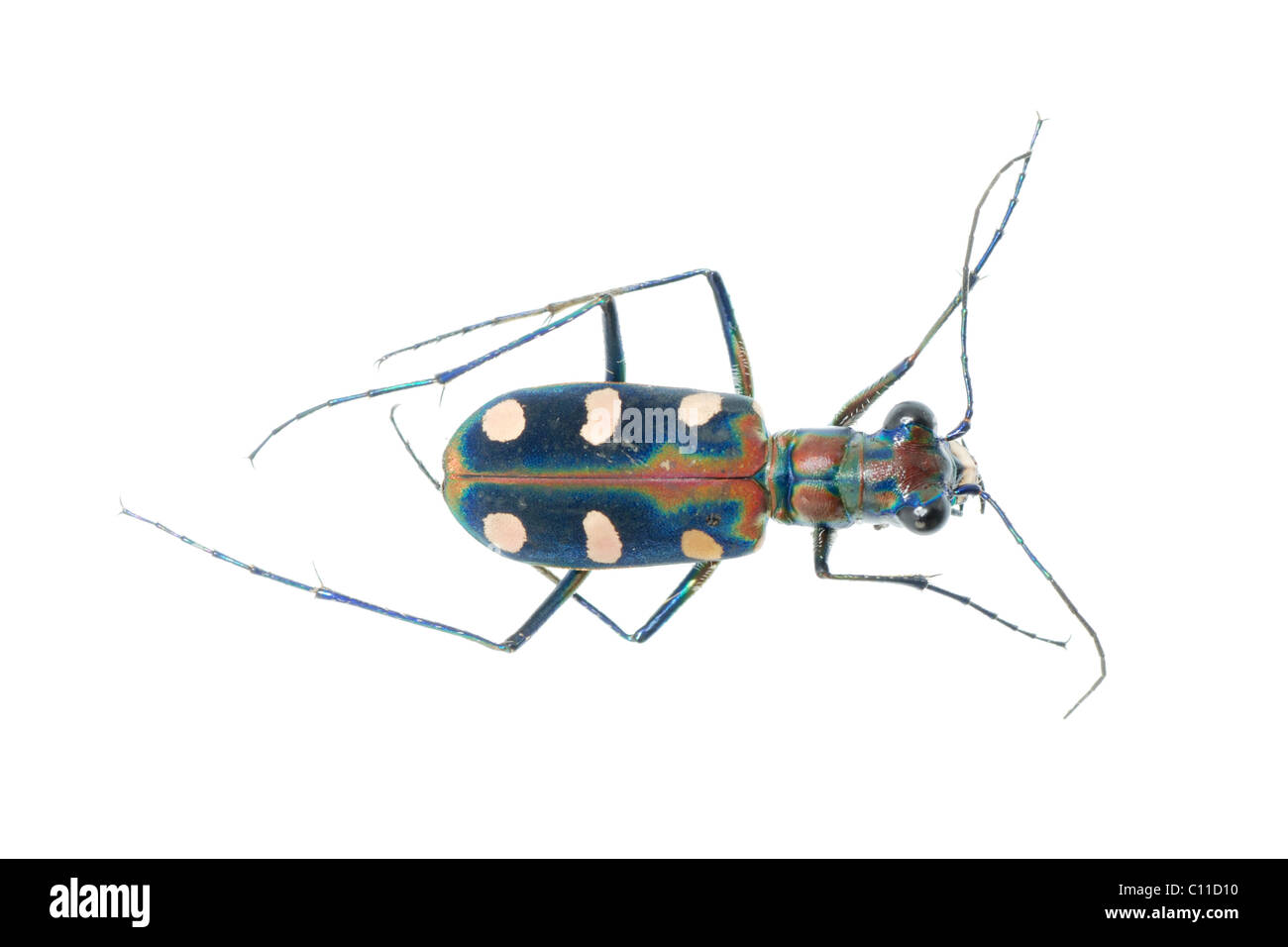 tiger beetle bug insect Stock Photo - Alamy