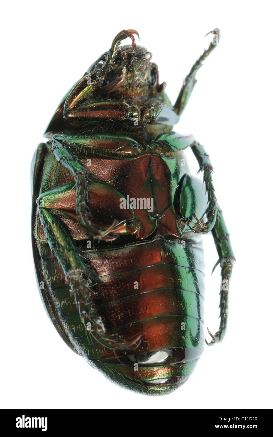 green beetle insect isolated on white Stock Photo - Alamy