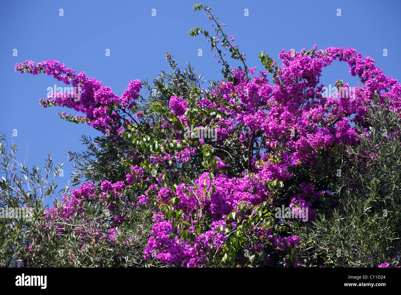 PURPLE CRAPE MYRTLE BUSH KNYSNA WESTERN CAPE SOUTH AFRICA 28 January ...
