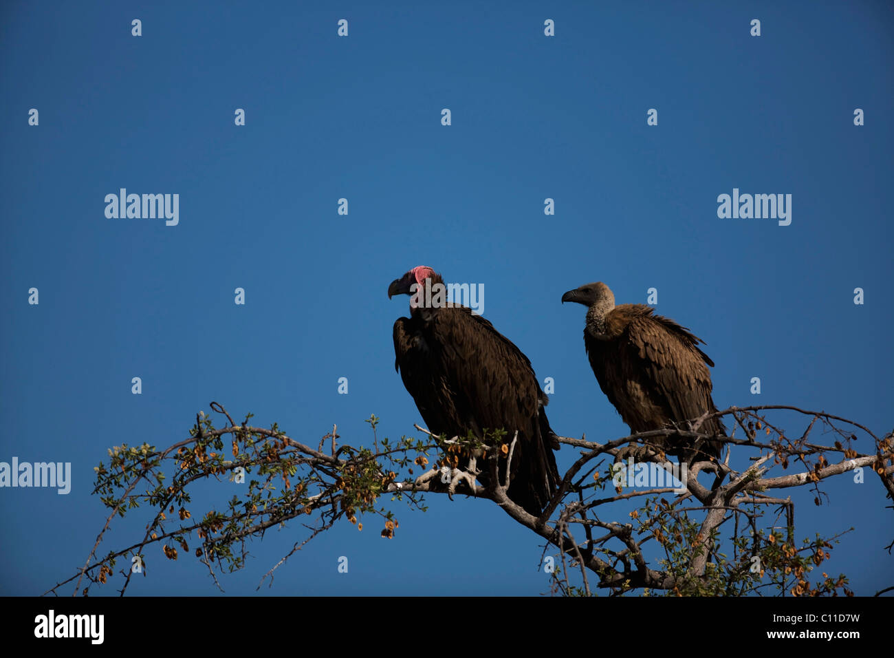 Namibian birds of prey hi-res stock photography and images - Alamy