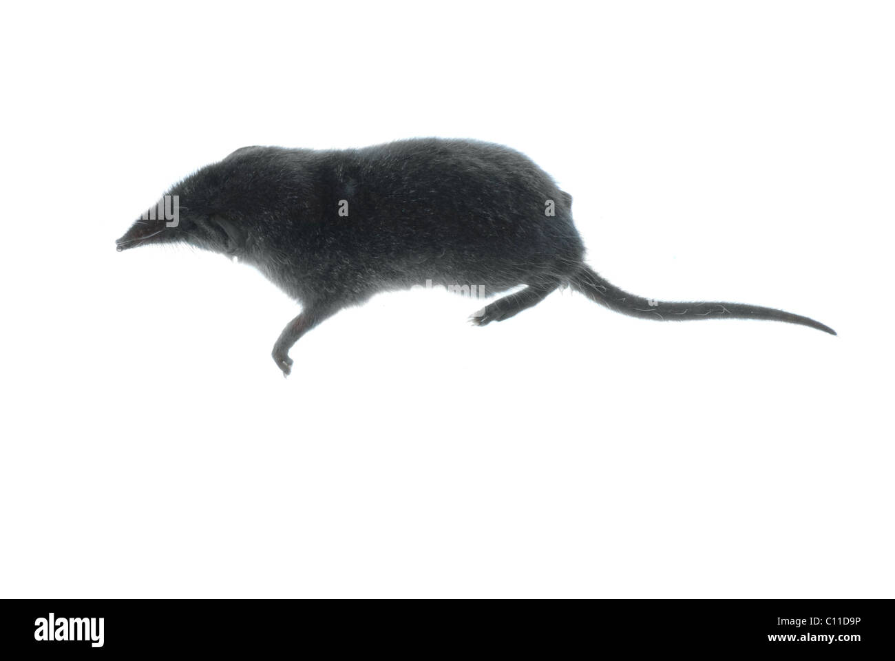 mammal animal shrew rat Stock Photo - Alamy