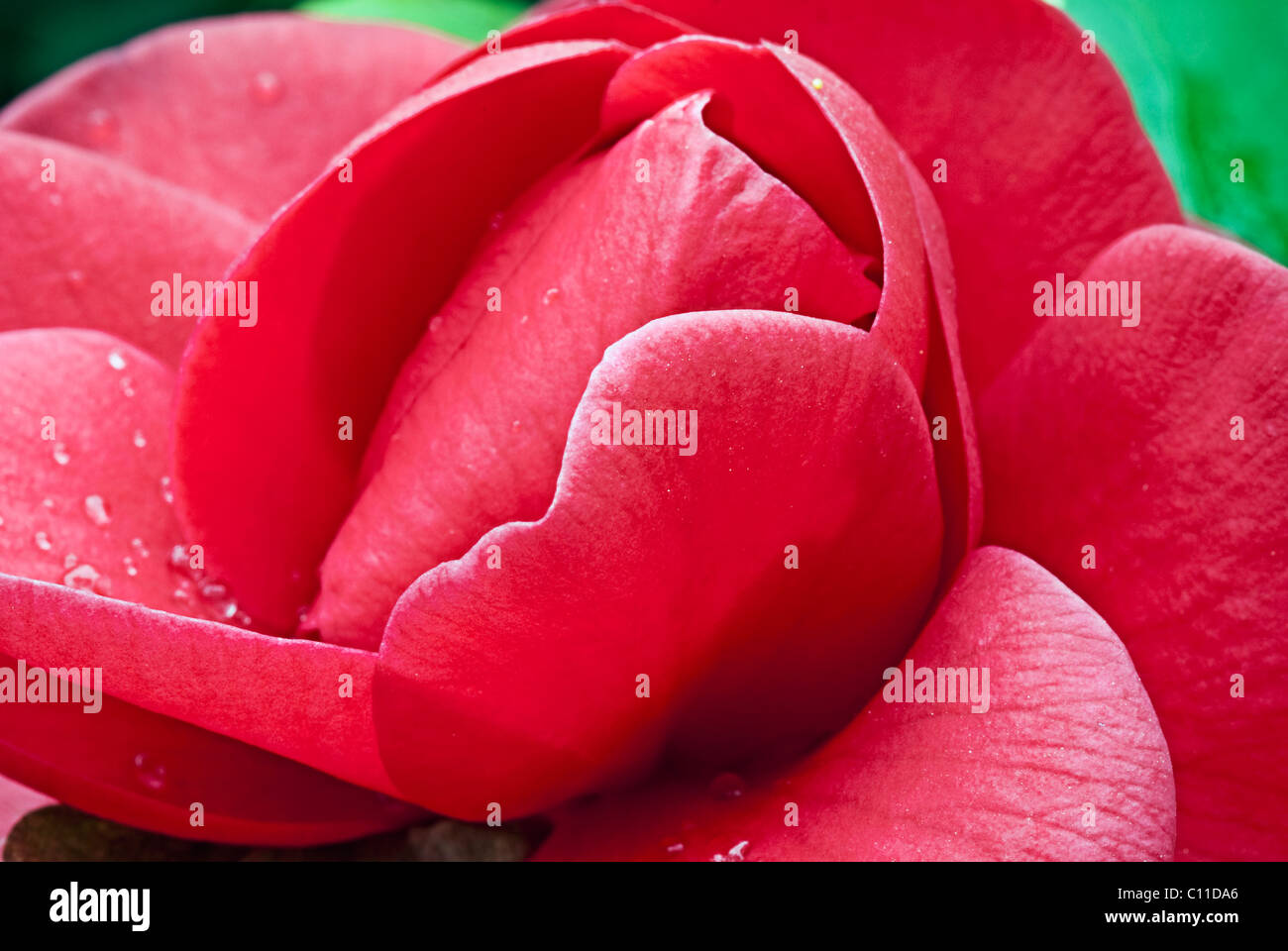 Red Rose Blossom in a Tuscan Garden, Italy Stock Photo - Alamy