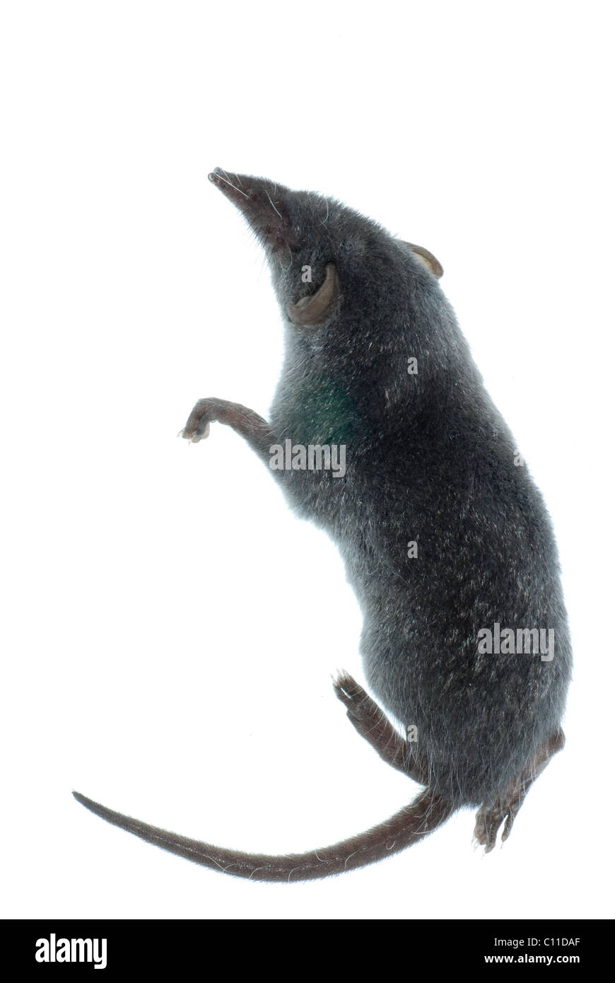 mammal animal shrew rat Stock Photo - Alamy
