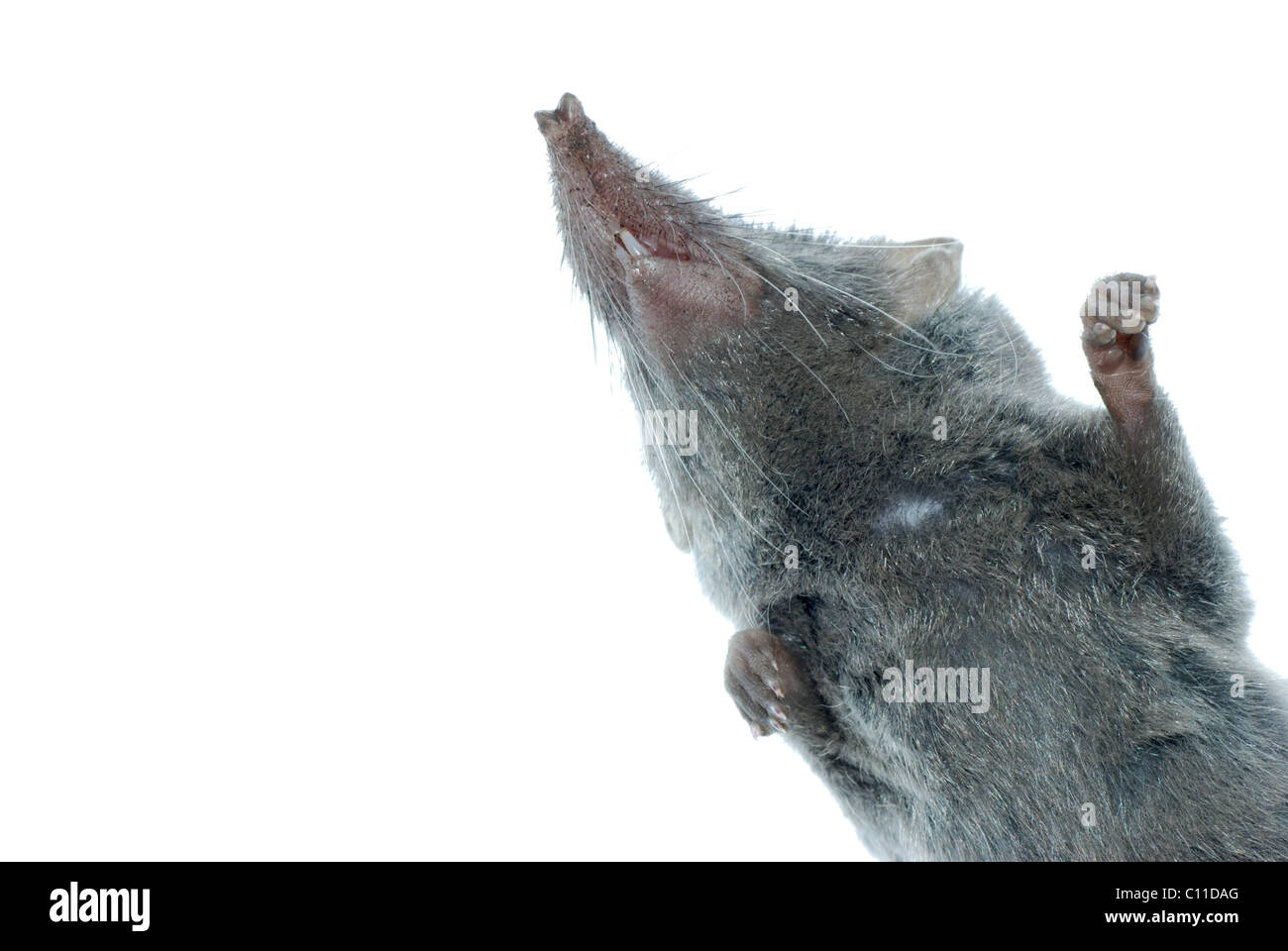 Shrew eating hi-res stock photography and images - Alamy