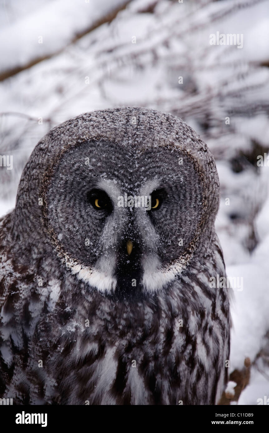 Barred owl snow hi-res stock photography and images - Alamy