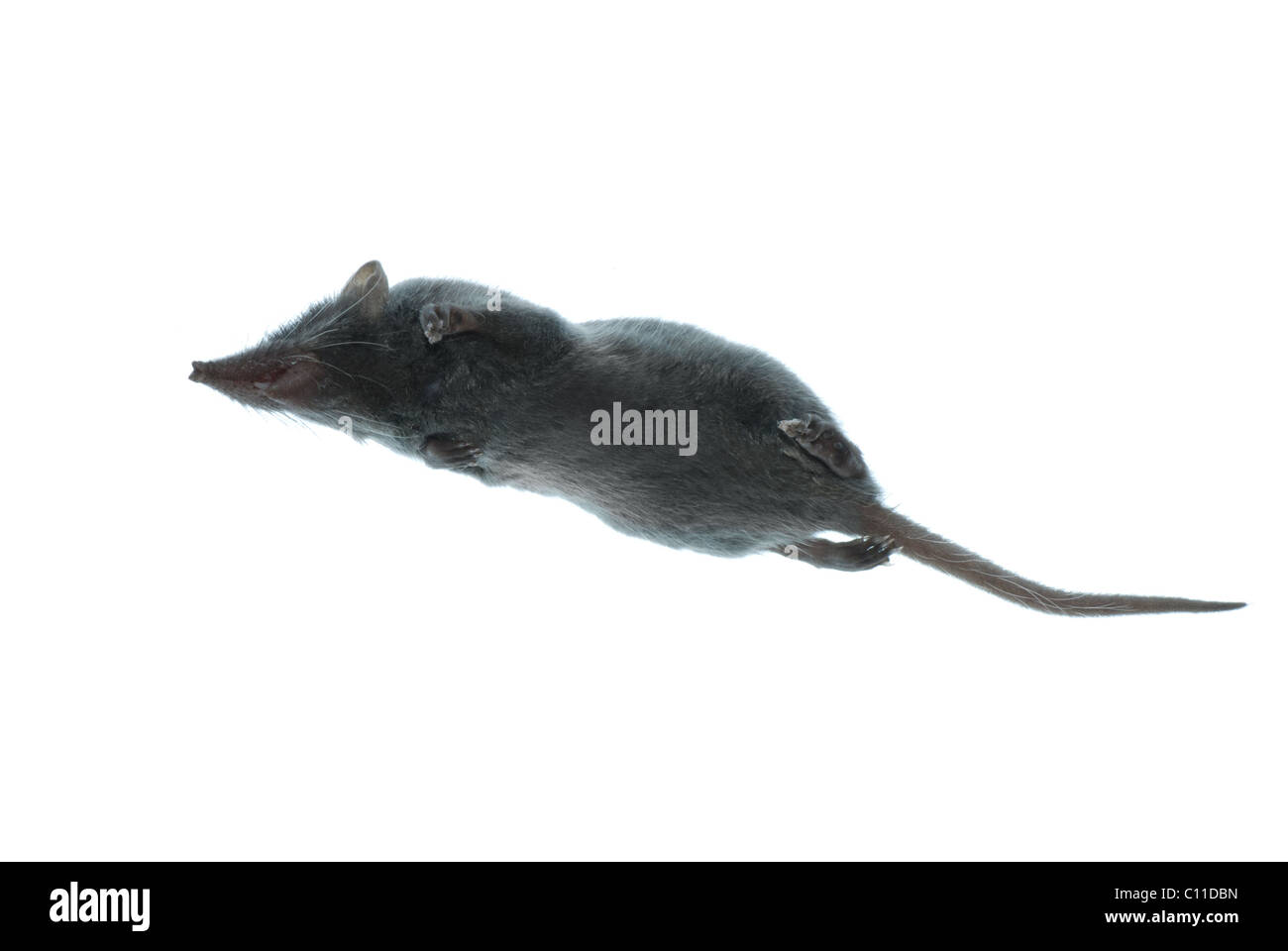 mammal animal shrew rat Stock Photo - Alamy