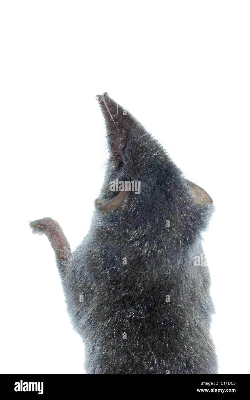 mammal animal shrew rat Stock Photo - Alamy