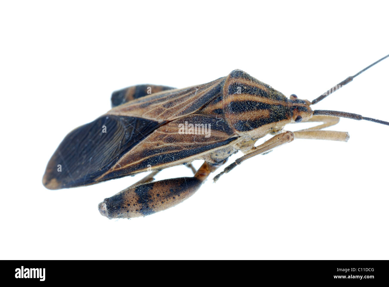 insect stink bug Stock Photo - Alamy