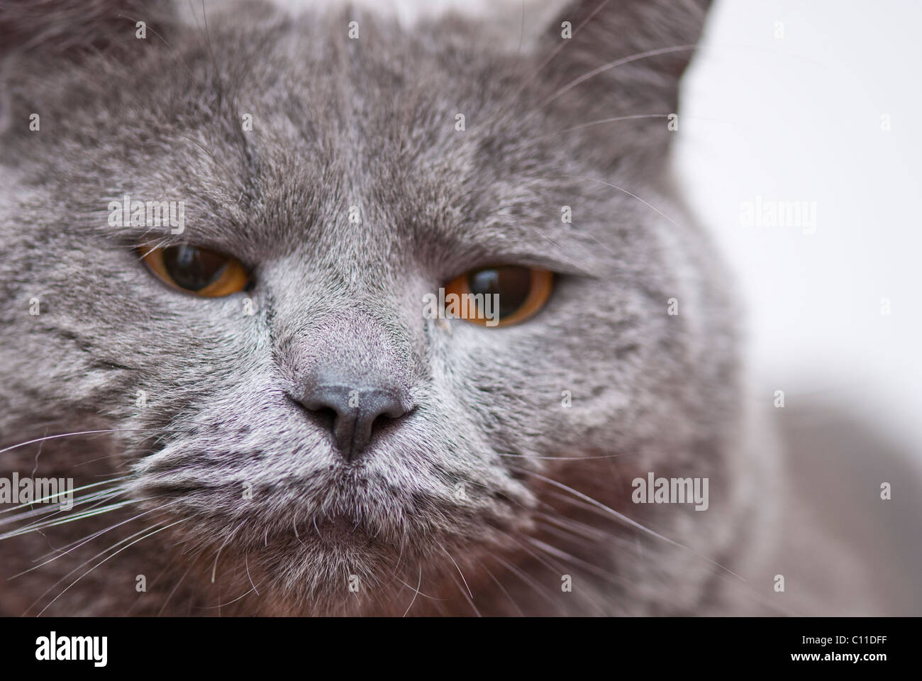 Cat on a very expressive behaviour, Italy Stock Photo - Alamy