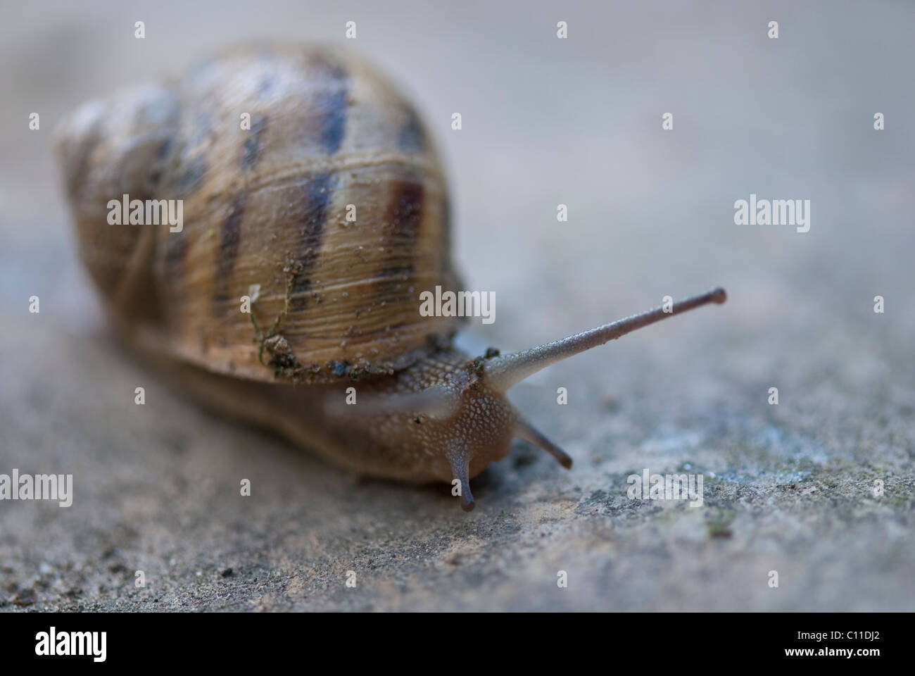 Snail moving on a Tuscan Garden, Italy Stock Photo - Alamy