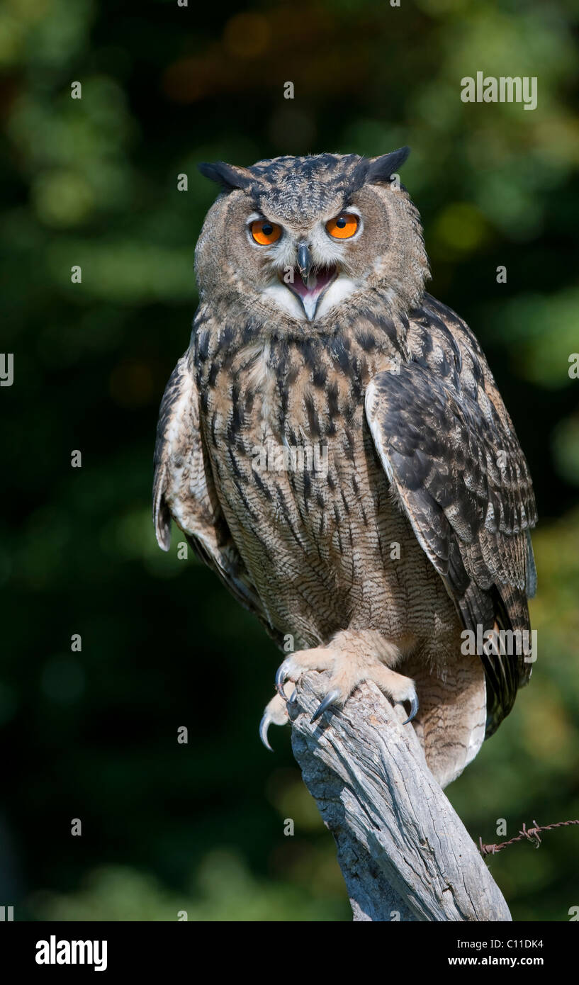 Eurasian Eagle-Owl (Bubo bubo Stock Photo - Alamy