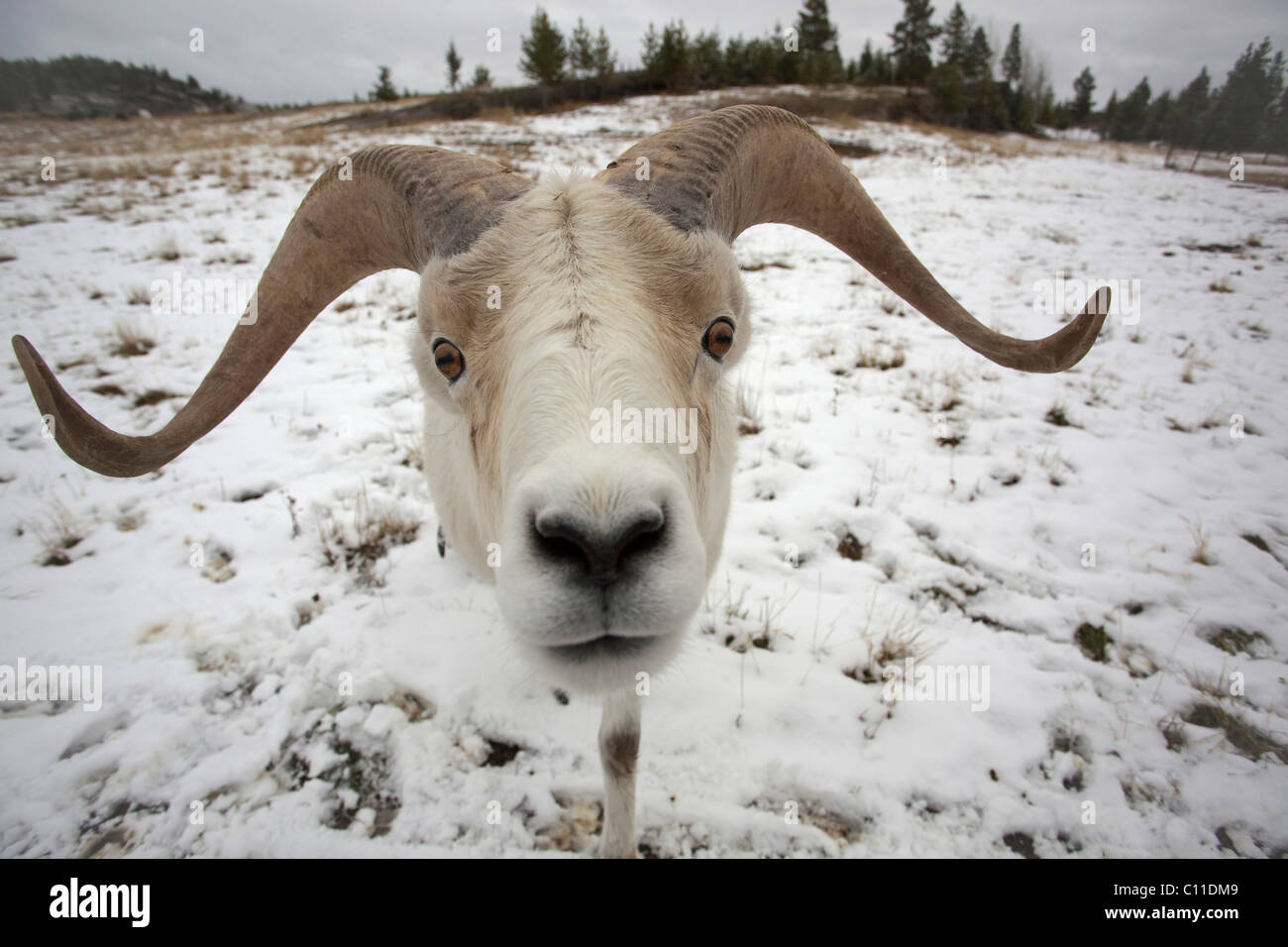 Dall Sheep, Dall's Sheep (Ovis dalli), male, ram Stock Photo - Alamy