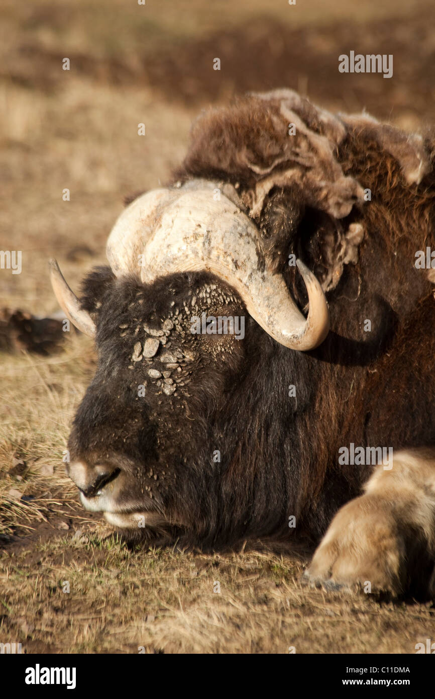 Muskox (Ovibos moschatus), bull, Yukon Territory, Canada Stock Photo ...