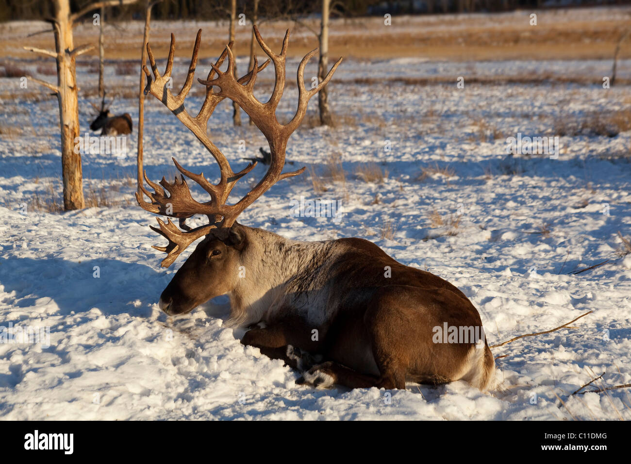 Reindeer, caribou (Rangifer tarandus), bull, male, large antlers, Yukon ...