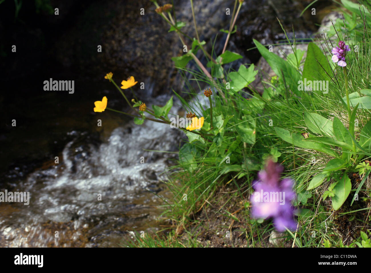 Flower pyrenees france not spain hi-res stock photography and images ...