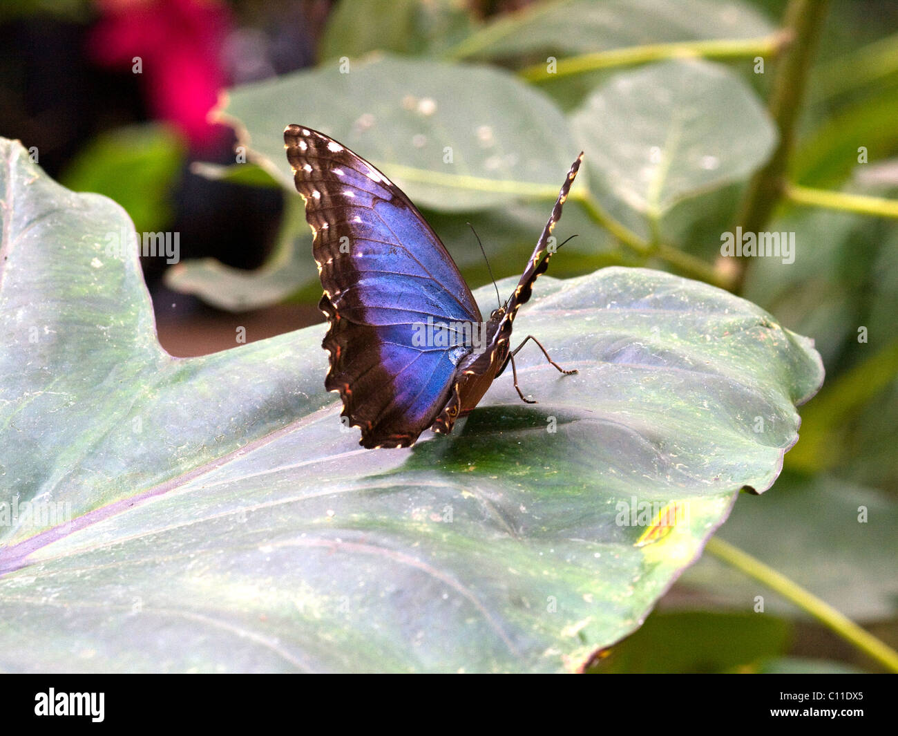 Blue butterfly on leaf Stock Photo - Alamy