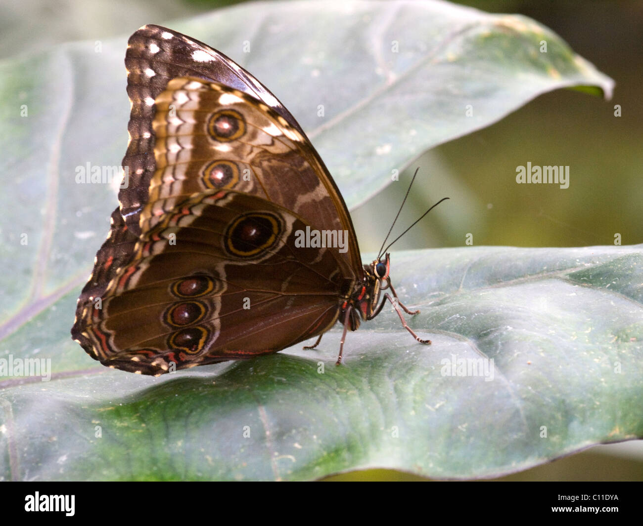 Eyes on butterfly Stock Photo - Alamy