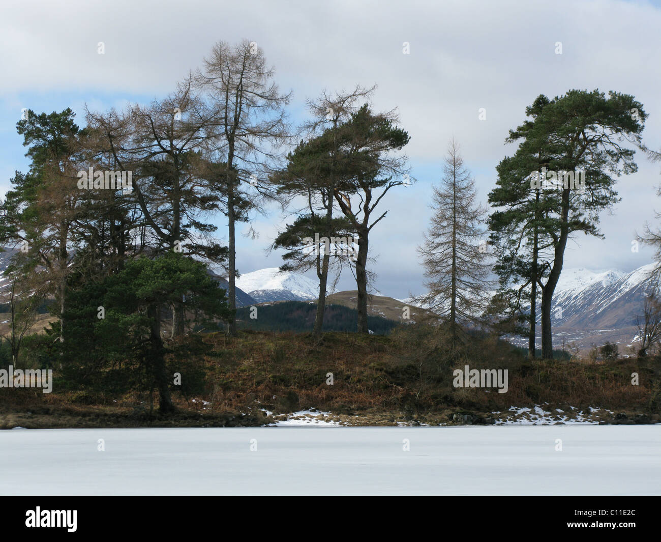 Ancient scots pine hi-res stock photography and images - Alamy
