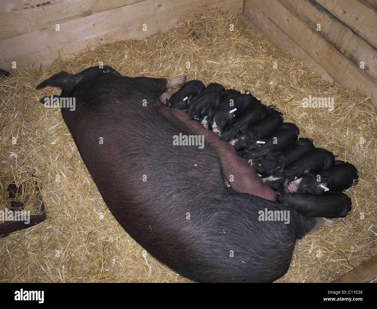 Rare pig breeds hi-res stock photography and images - Alamy