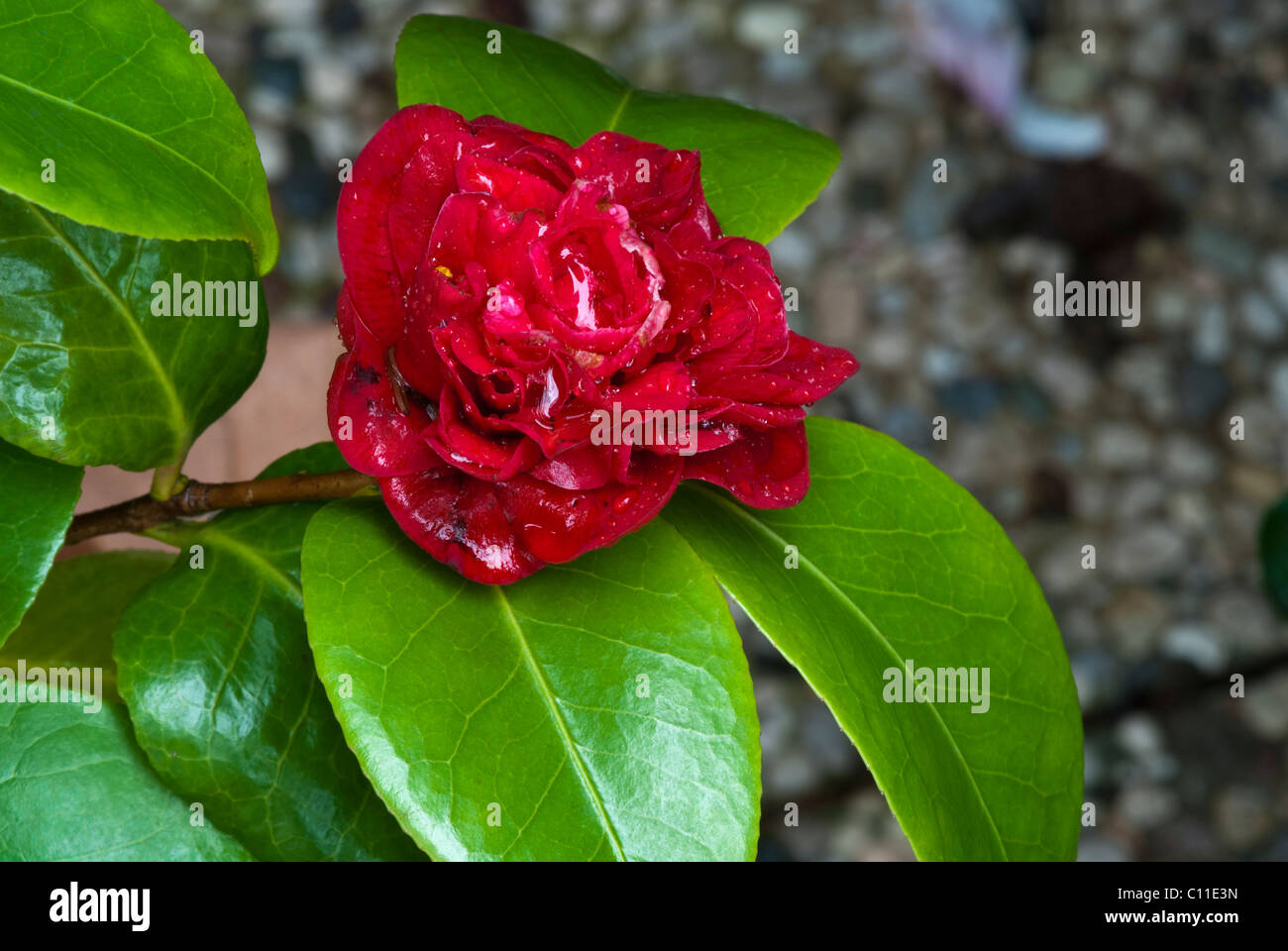 Red Rose on a Tuscan Garden, Italy Stock Photo - Alamy