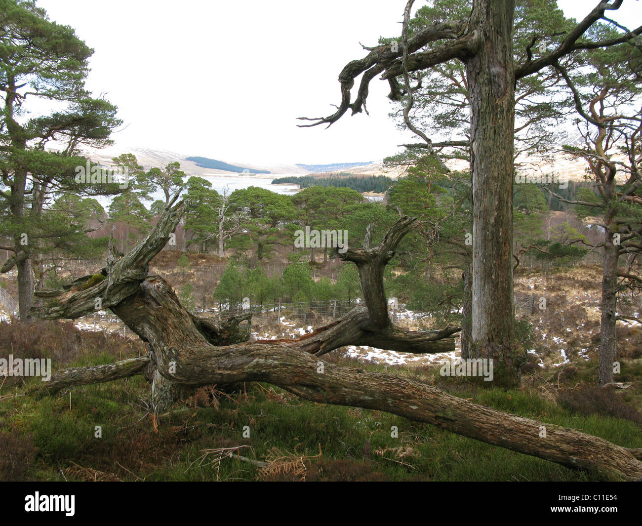 Ancient scots pine hi-res stock photography and images - Alamy
