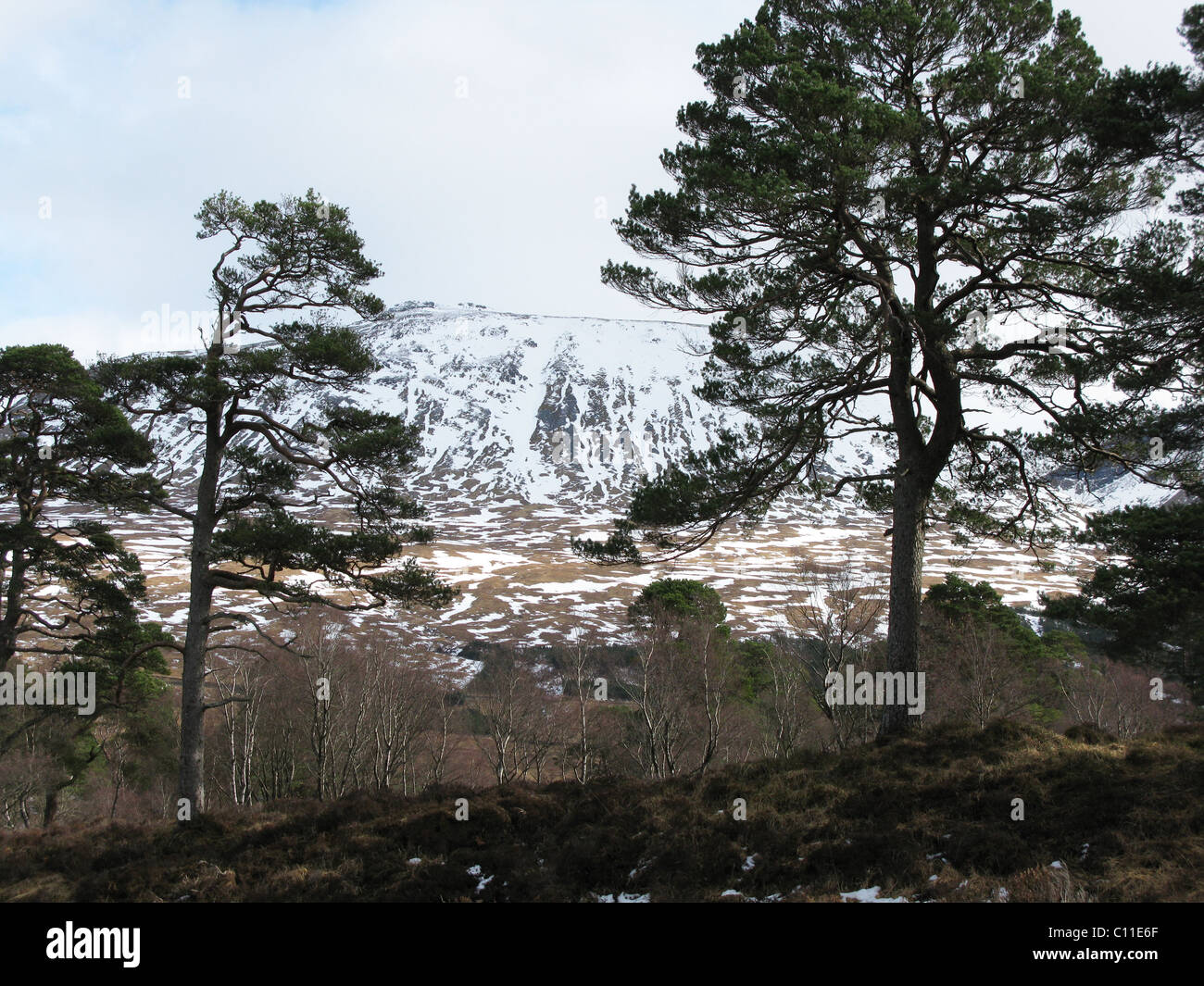 Remnants of ancient Scots Pine forest near Bridge of Orchy Loch Tulla ...