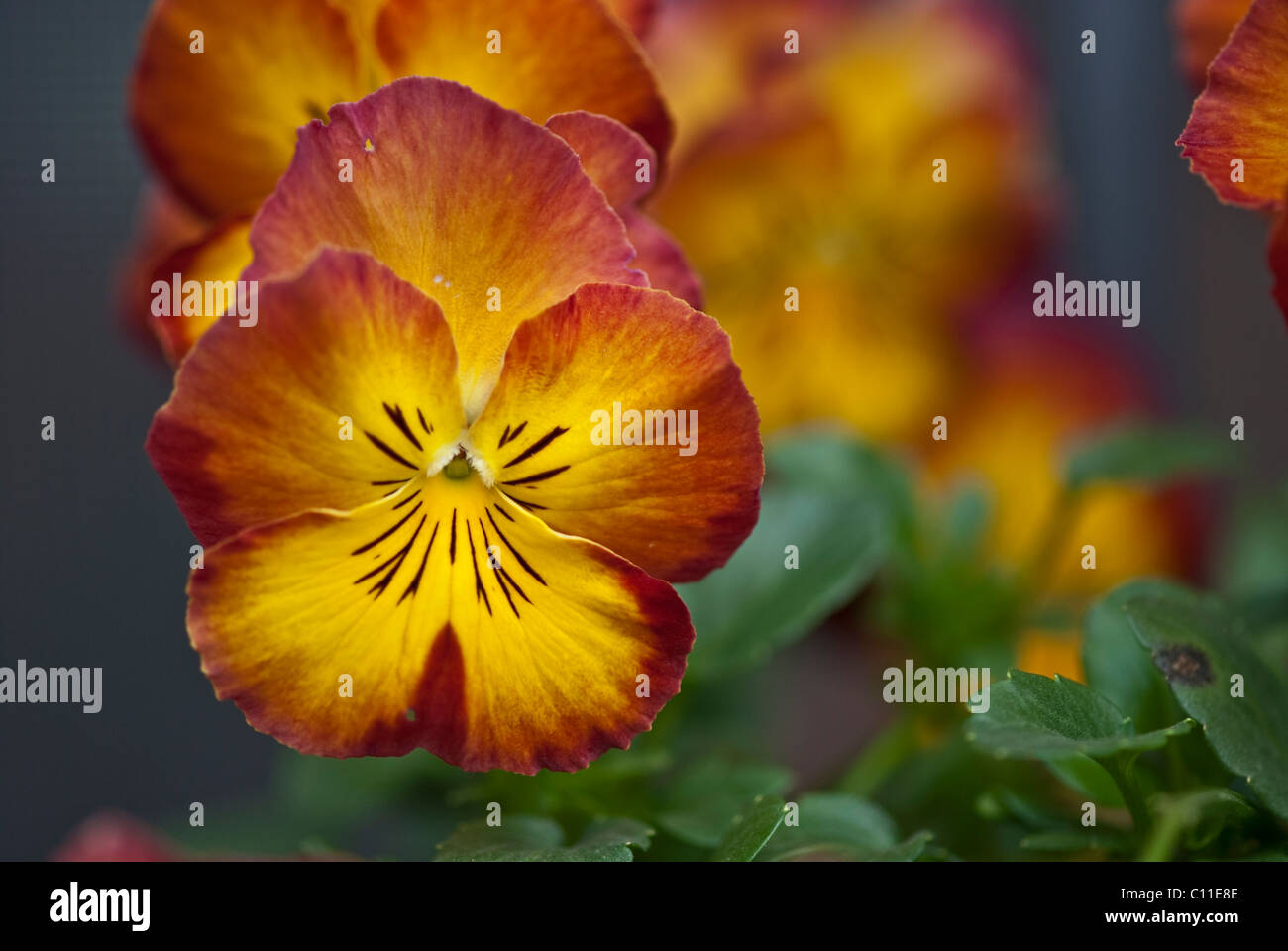 Daisy Flowers in a Tuscan Garden, Italy Stock Photo - Alamy