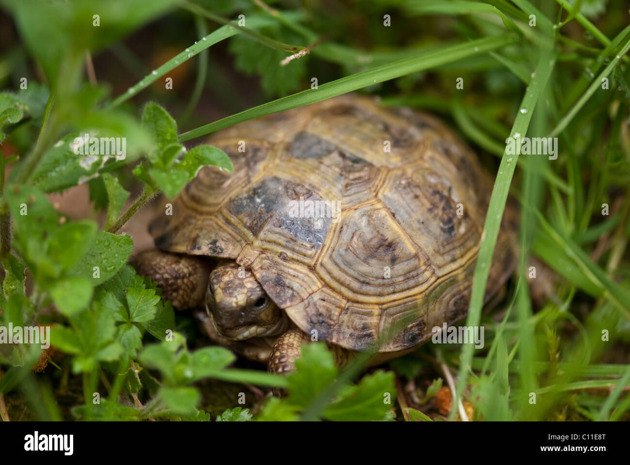 Tortoise in a Tuscan Garden, Italy Stock Photo - Alamy