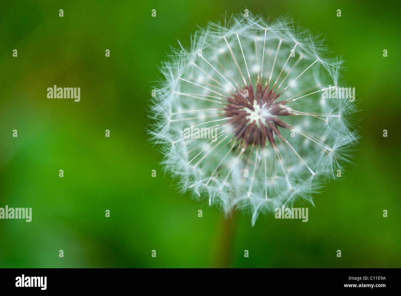 Taraxacum Flower in a Tuscan Garden, Italy Stock Photo - Alamy