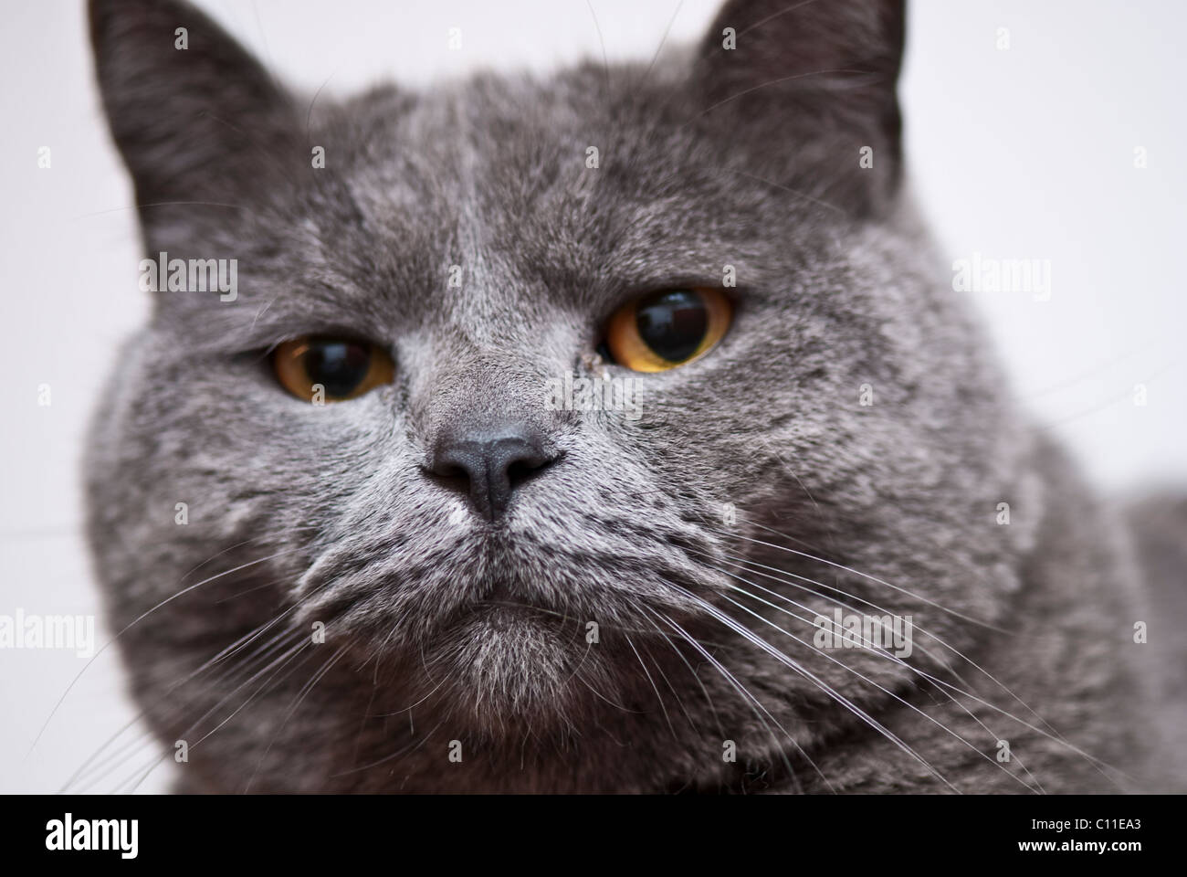 Cat on a very expressive behaviour, Italy Stock Photo - Alamy