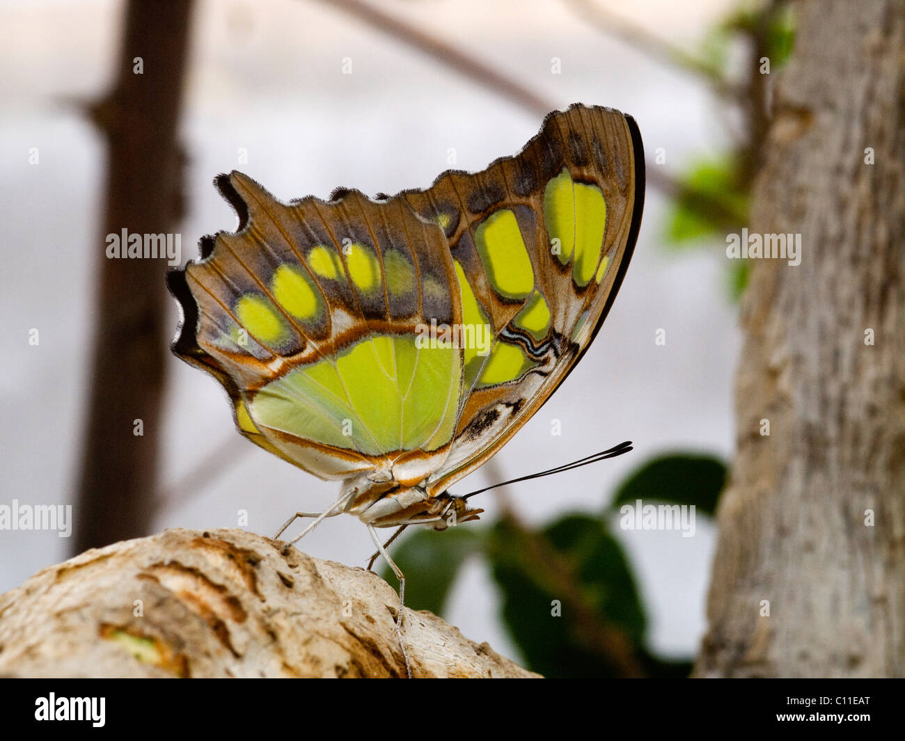 Beautiful butterfly with green wing backs Stock Photo - Alamy