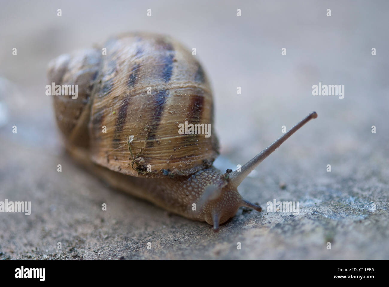 Snail moving on a leaf hi-res stock photography and images - Alamy