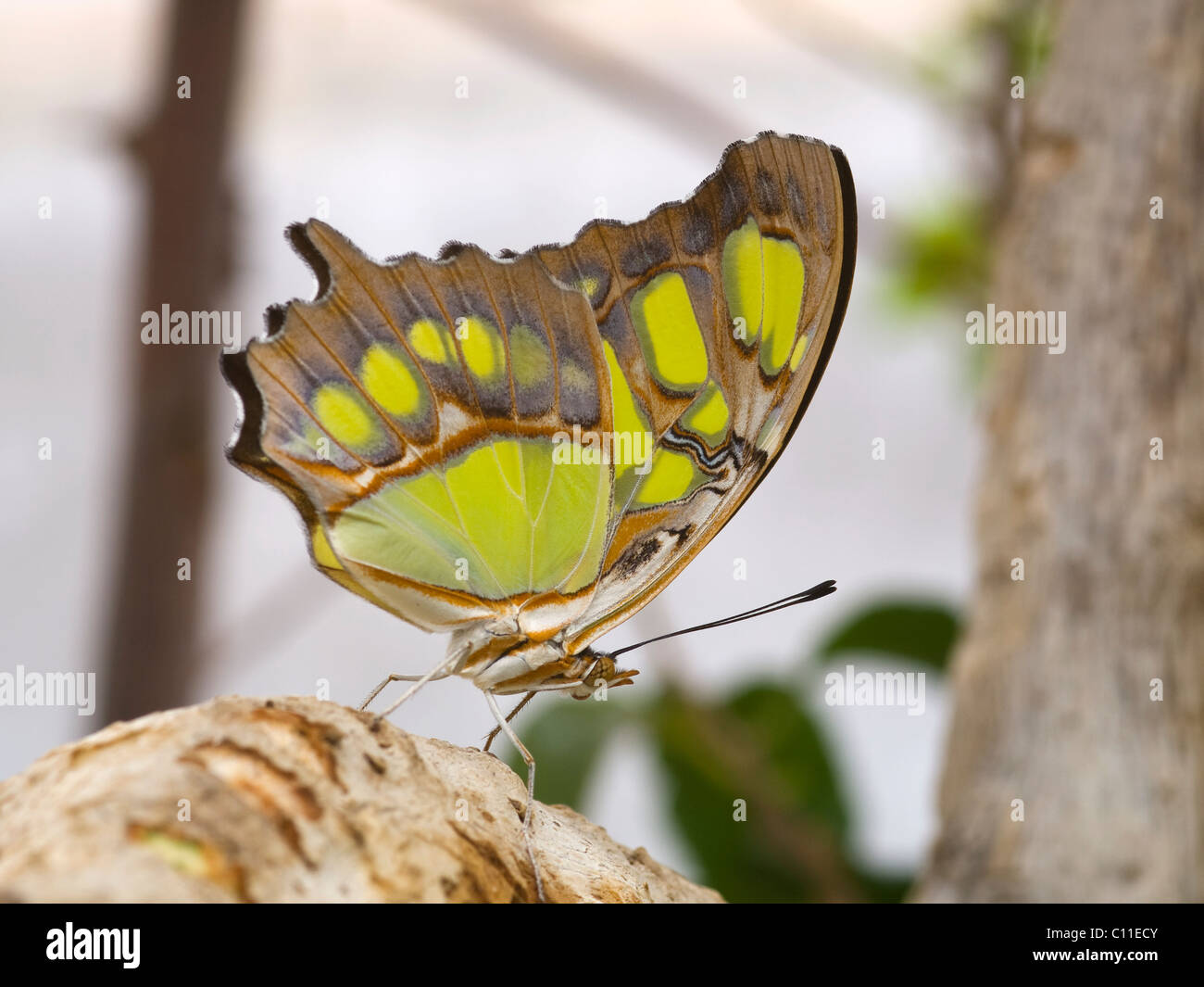 Beautiful butterfly with green wing backs Stock Photo - Alamy