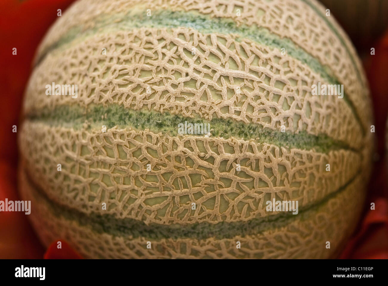 Side View of a Melon in Tuscany Stock Photo - Alamy