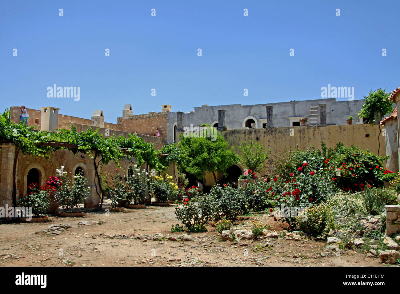 Greece national flower hi-res stock photography and images - Alamy