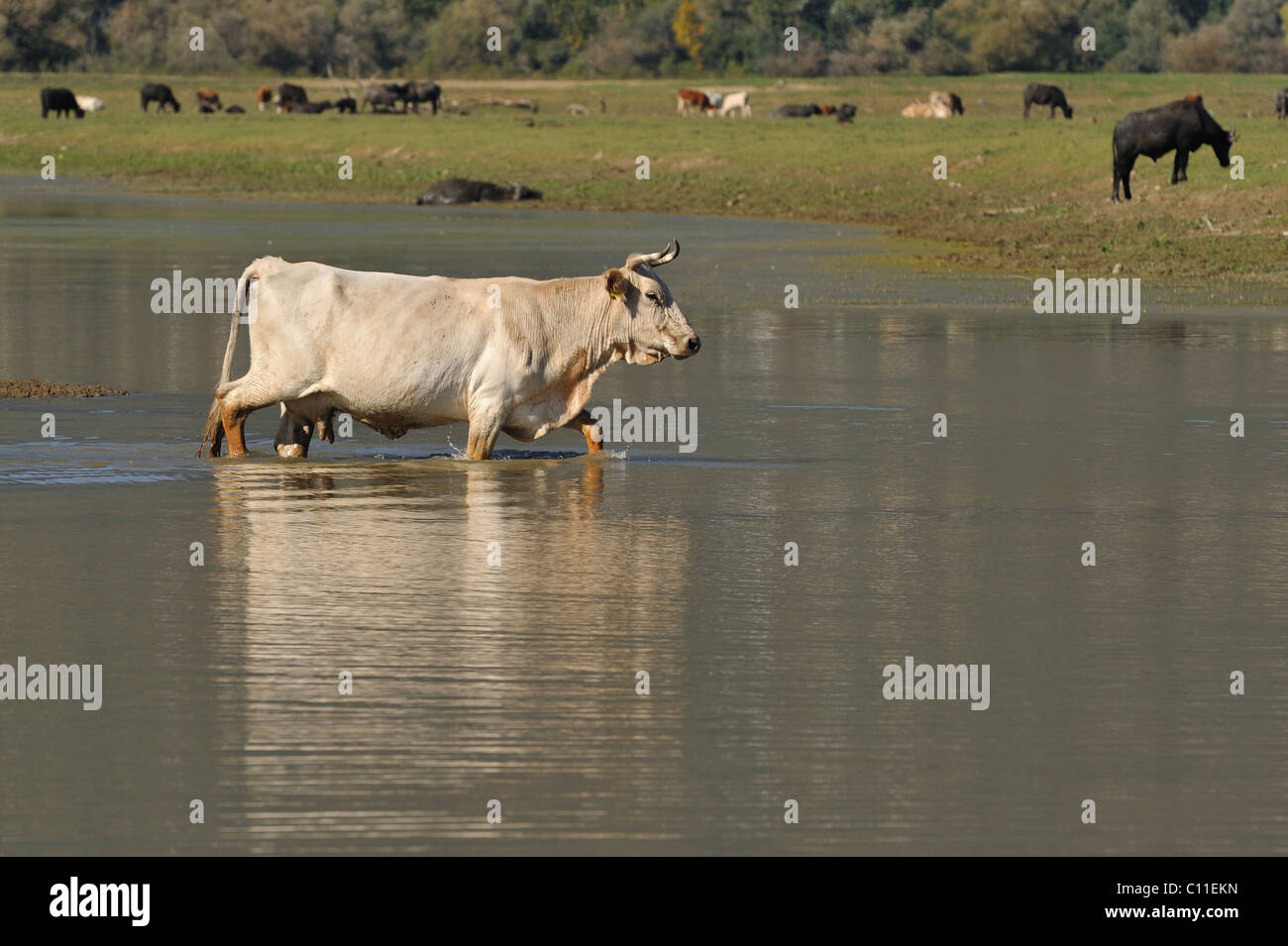 cow in water Stock Photo - Alamy