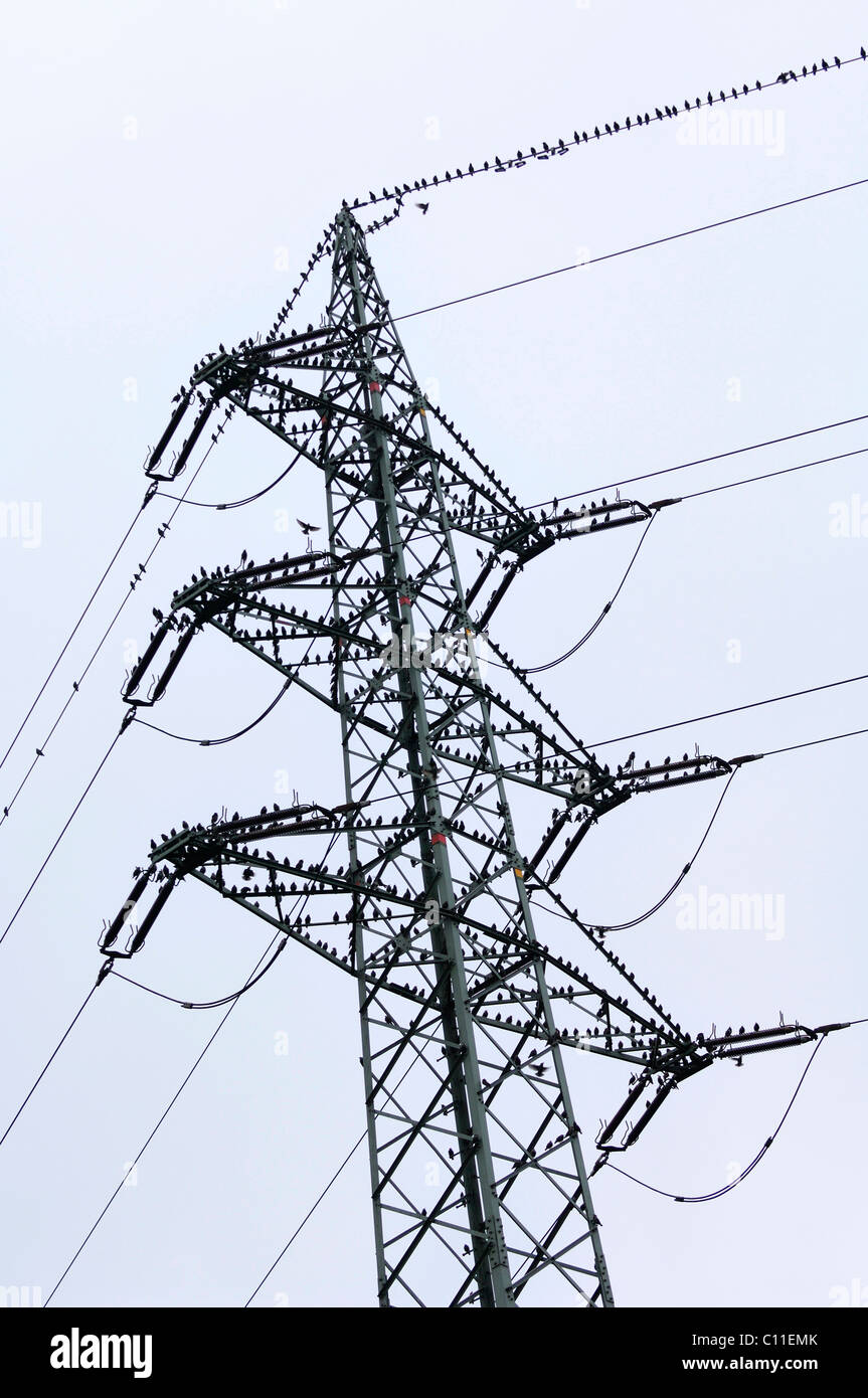 Electricity pylon with starlings in autumn, before flying south Stock ...