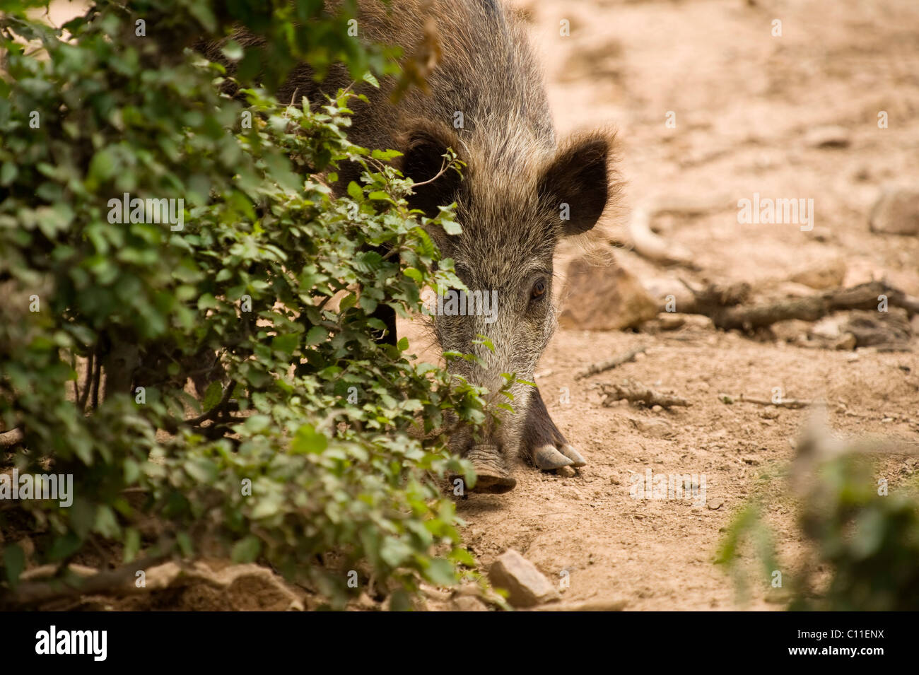 Boar leg hi-res stock photography and images - Alamy