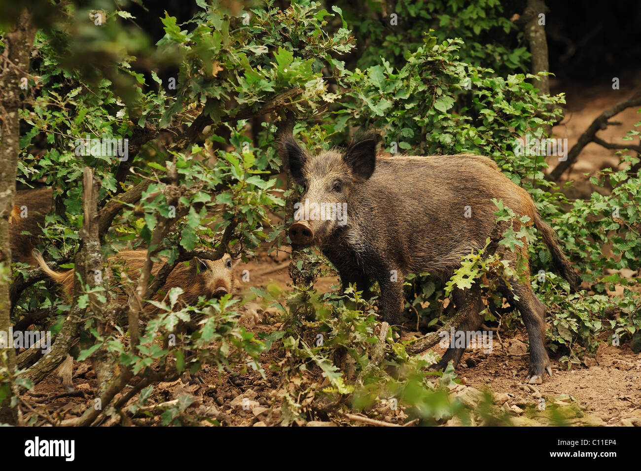 Animal boar hi-res stock photography and images - Alamy