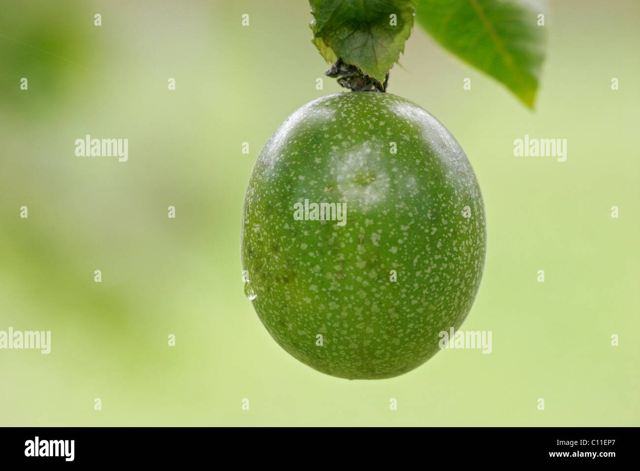 Costa Rica fruit, Green oval fruit in Costa Rica, Central American ...
