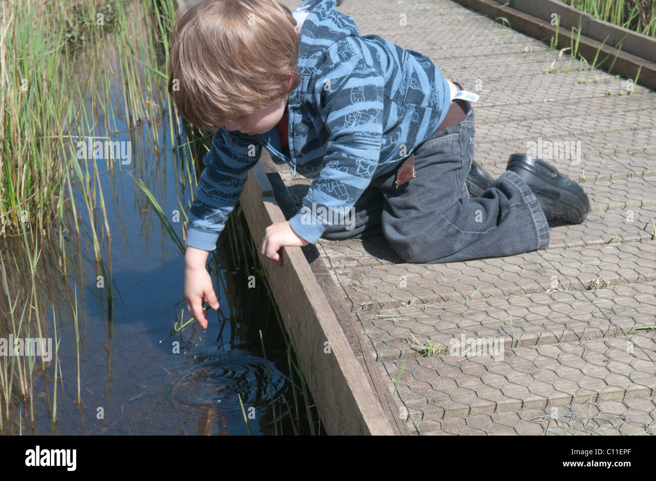 three-years-old boy dipping finger in water of pond from a raised ...