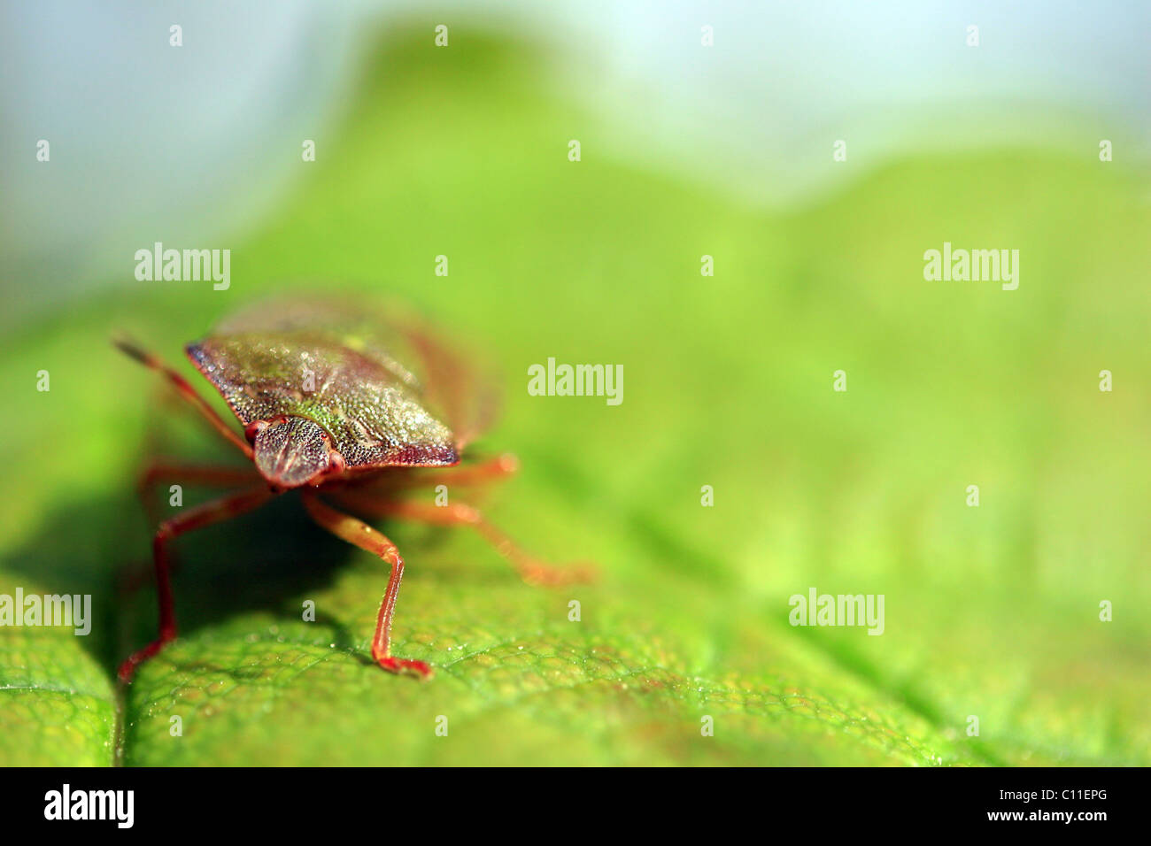 Wallonie, Senenne, Belgium Stock Photo - Alamy