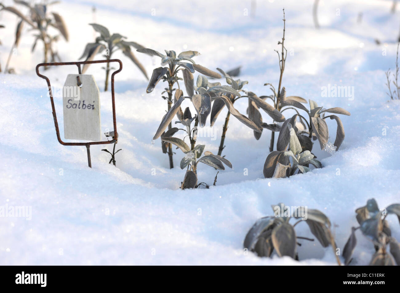 Sage (Salvia officinalis) in snow Stock Photo - Alamy