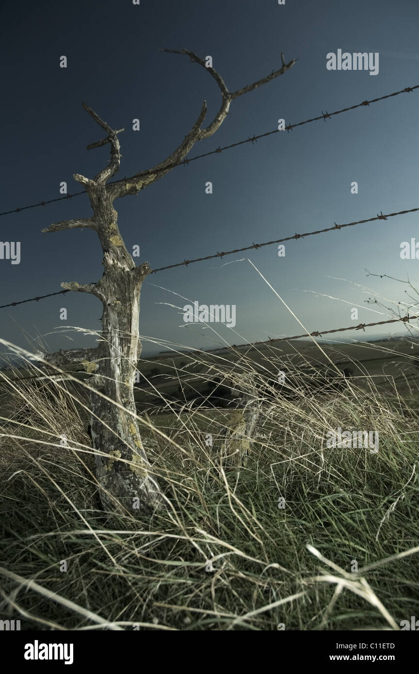 Branch caught in barb wire Stock Photo - Alamy