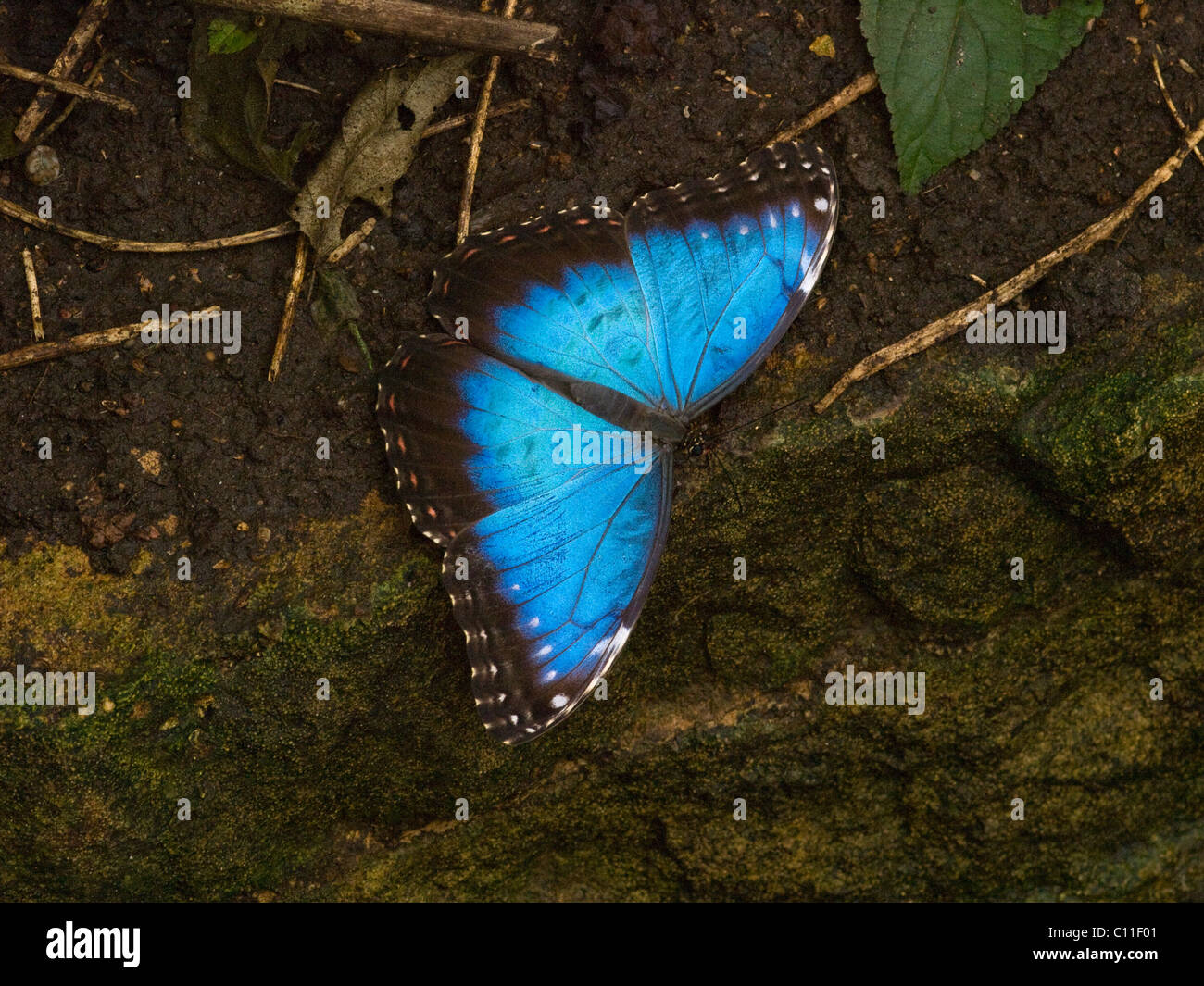 Blue Morpho butterfly Stock Photo - Alamy